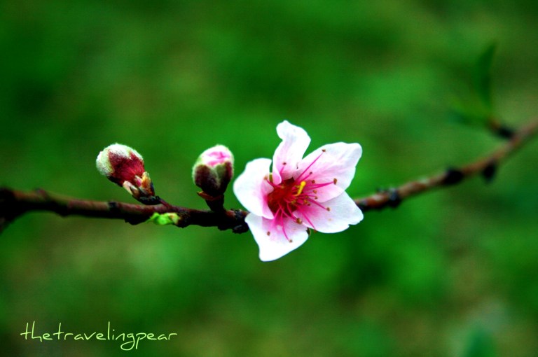 Splitting the Pear and Peek-a-boo Spring