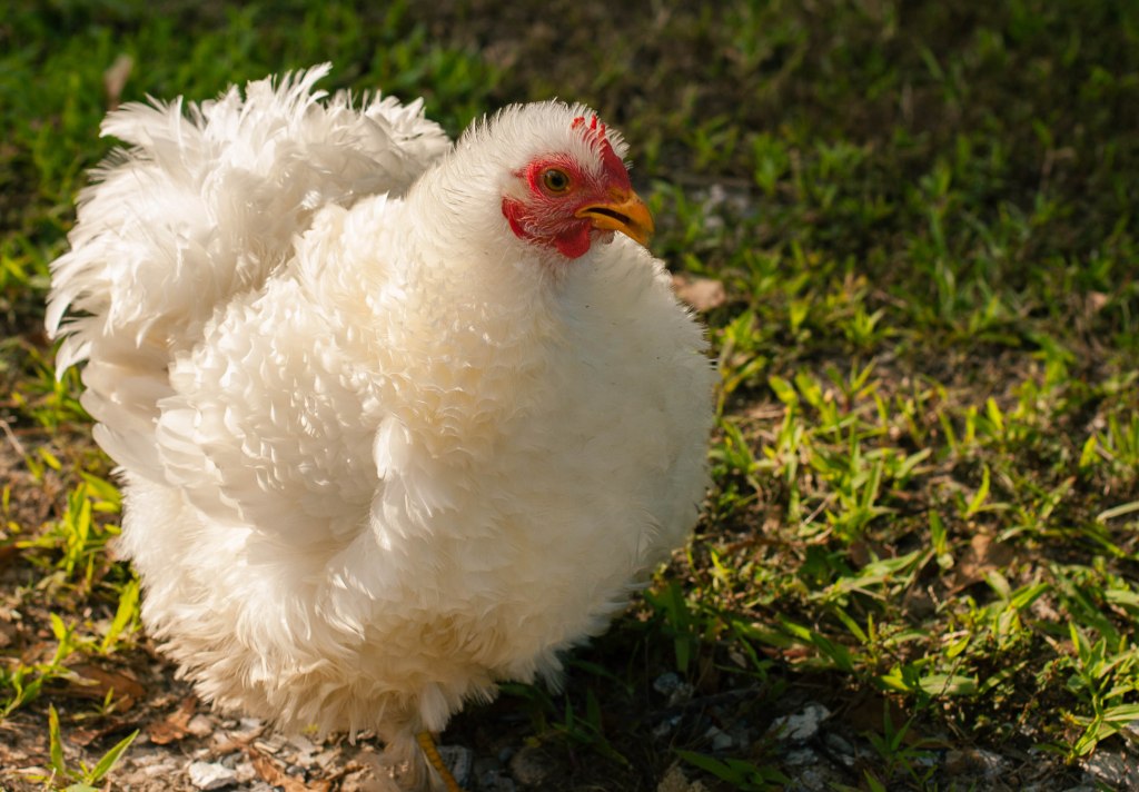 Cute cotton ball with legs…the Frizzle chicken